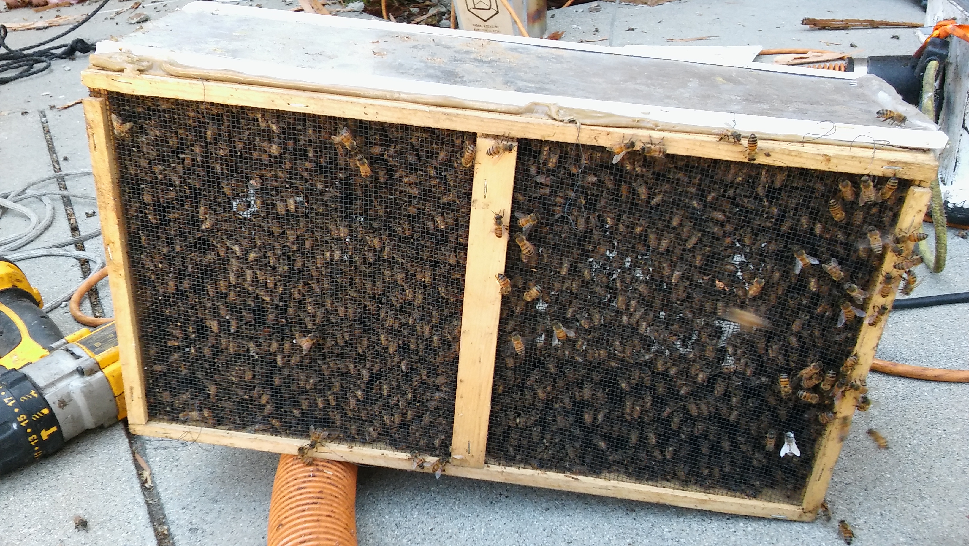 Cage of bees after live bee relocation in Whittier. | Hive Pro Bee Removal