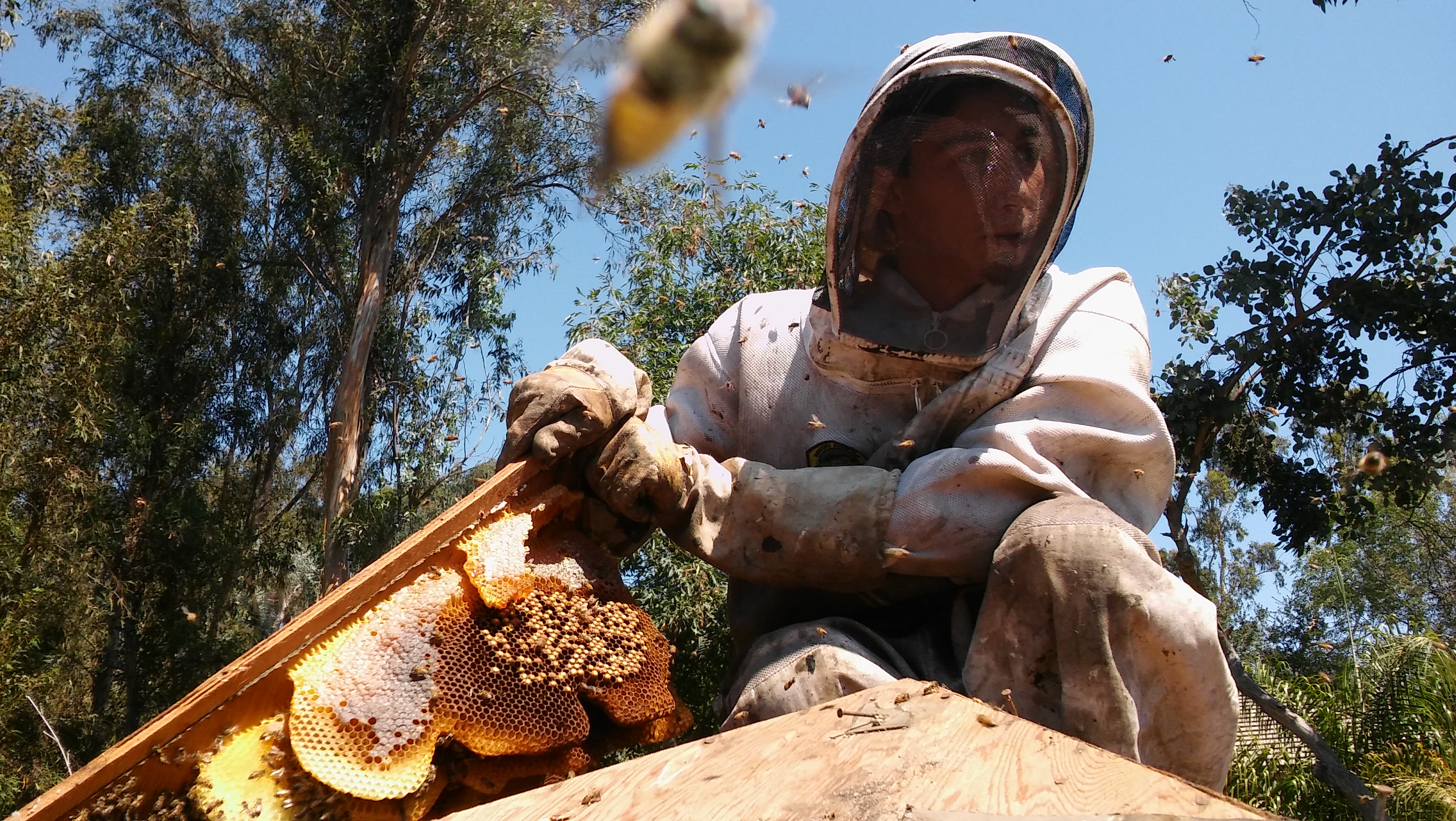 Honeycomb removal from top of chimney in Beverly Hills. | Hive Pro Bee ...