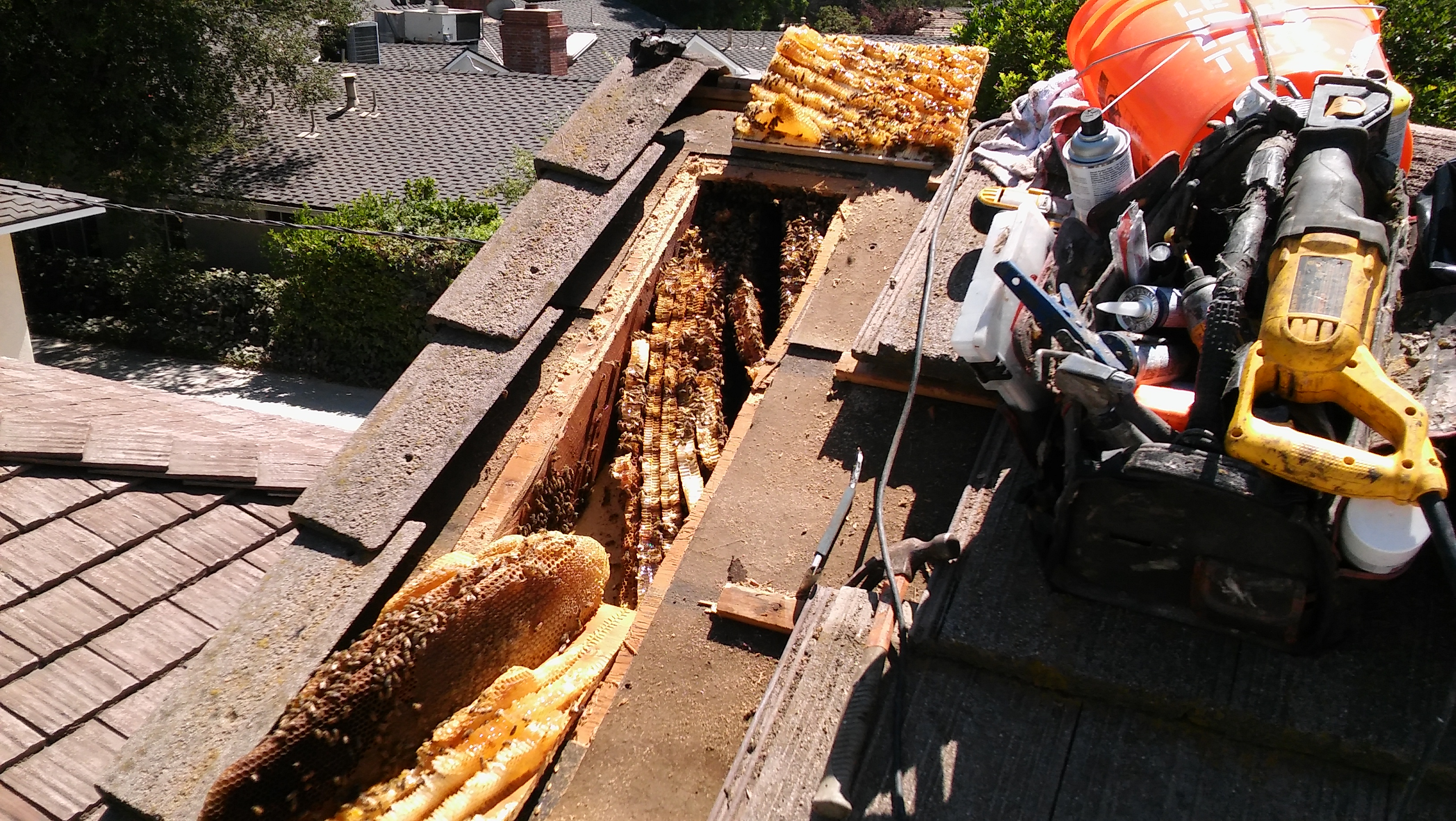 Honeycomb inside roof cavity. | Hive Pro Bee Removal