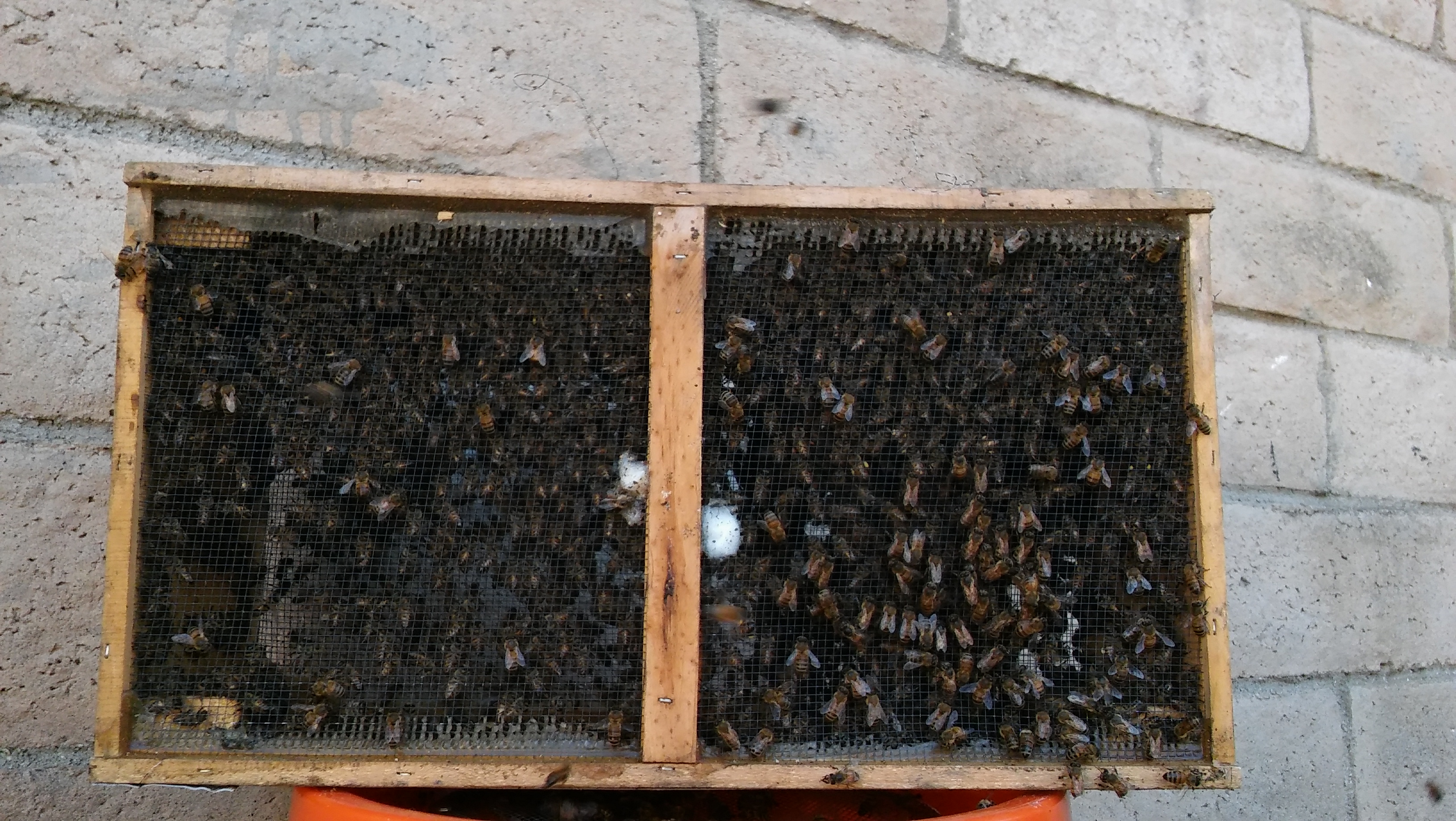 Bees in cage after live bee removal. | Hive Pro Bee Removal