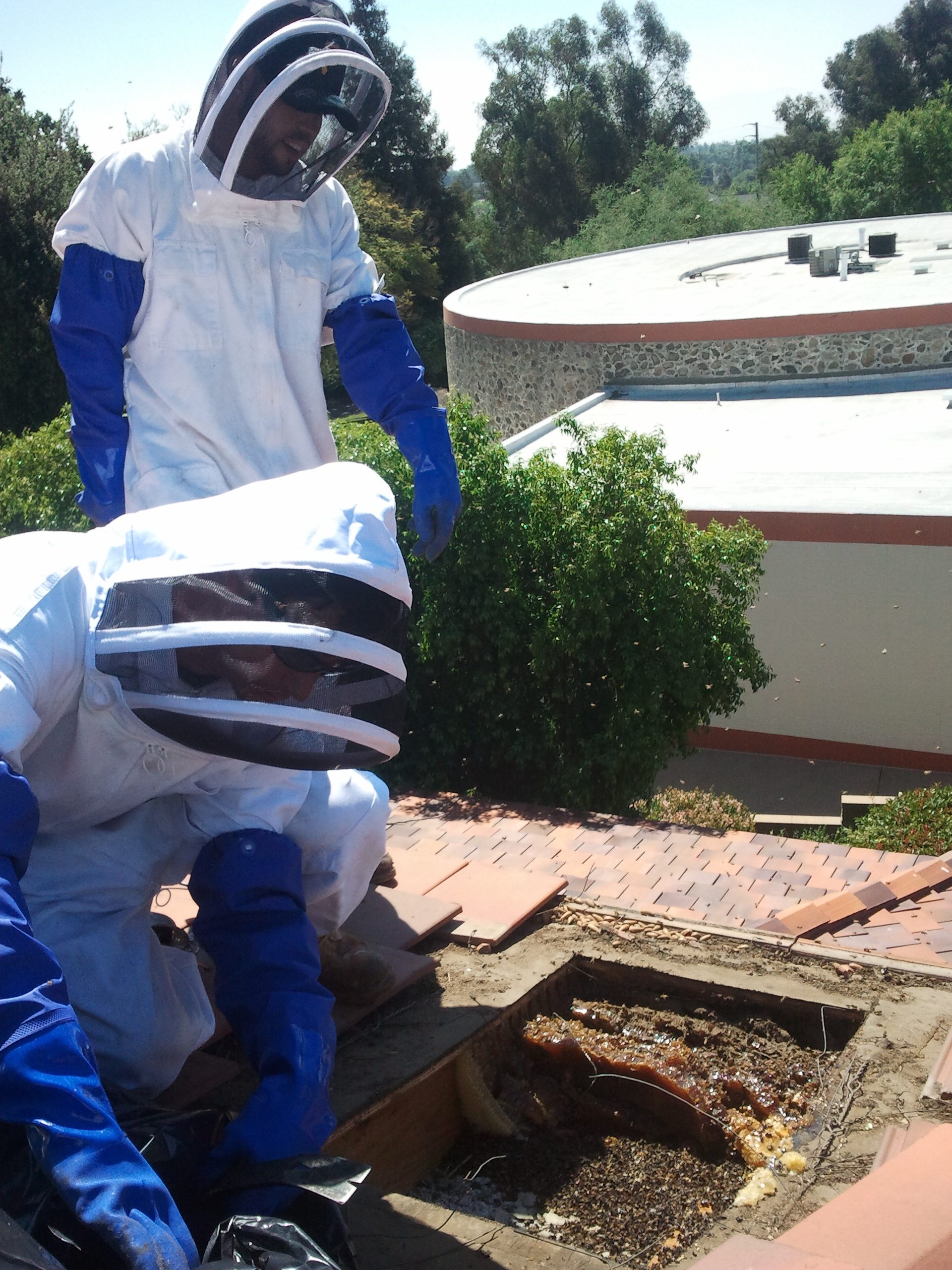 Beehive removal out of a roof at the Webb school in Claremont. | Hive ...