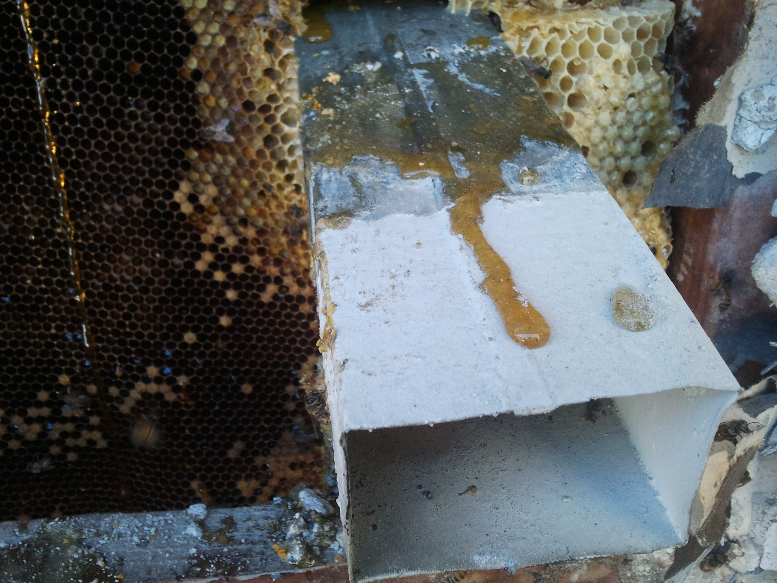 Honey dripping out of the comb. | Hive Pro Bee Removal