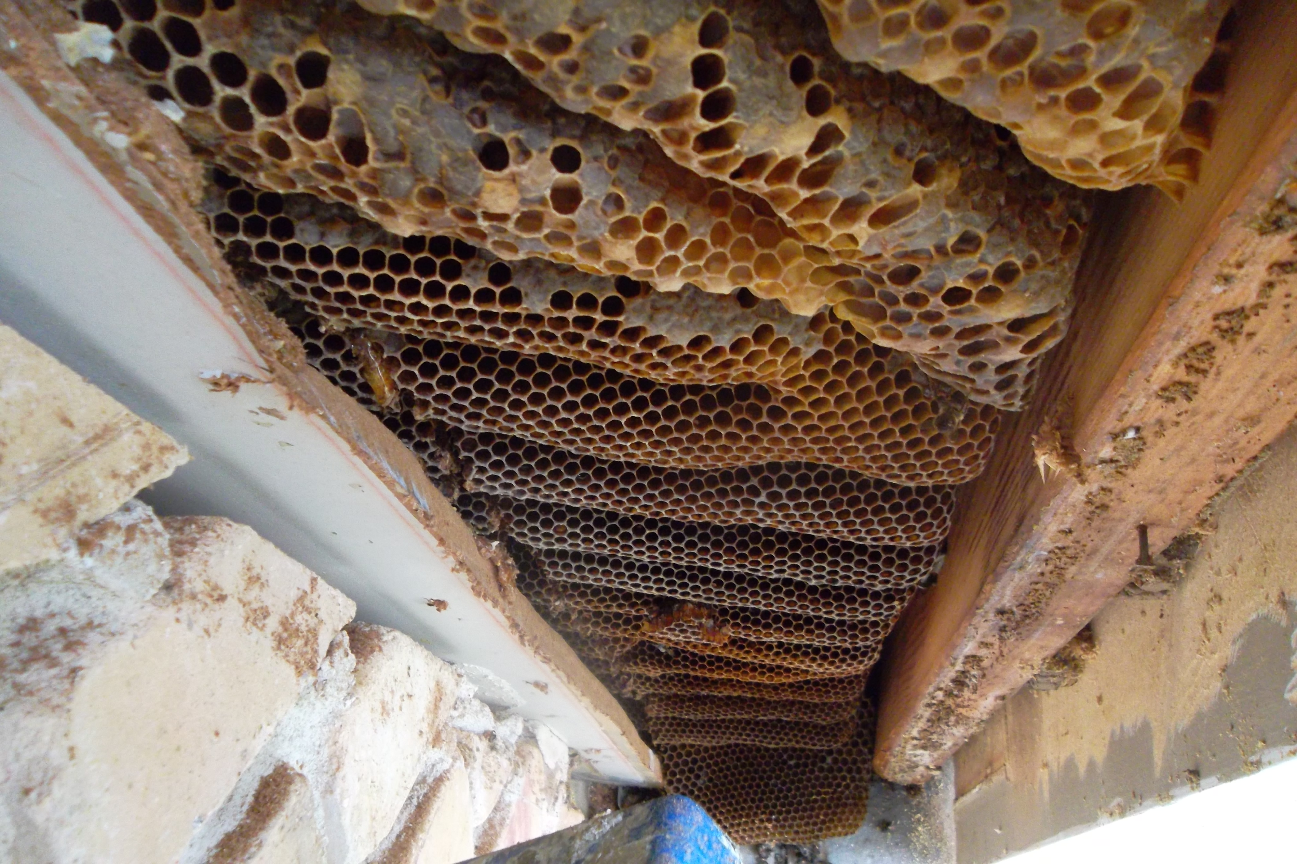 Long beehive in Van Nuys. | Hive Pro Bee Removal