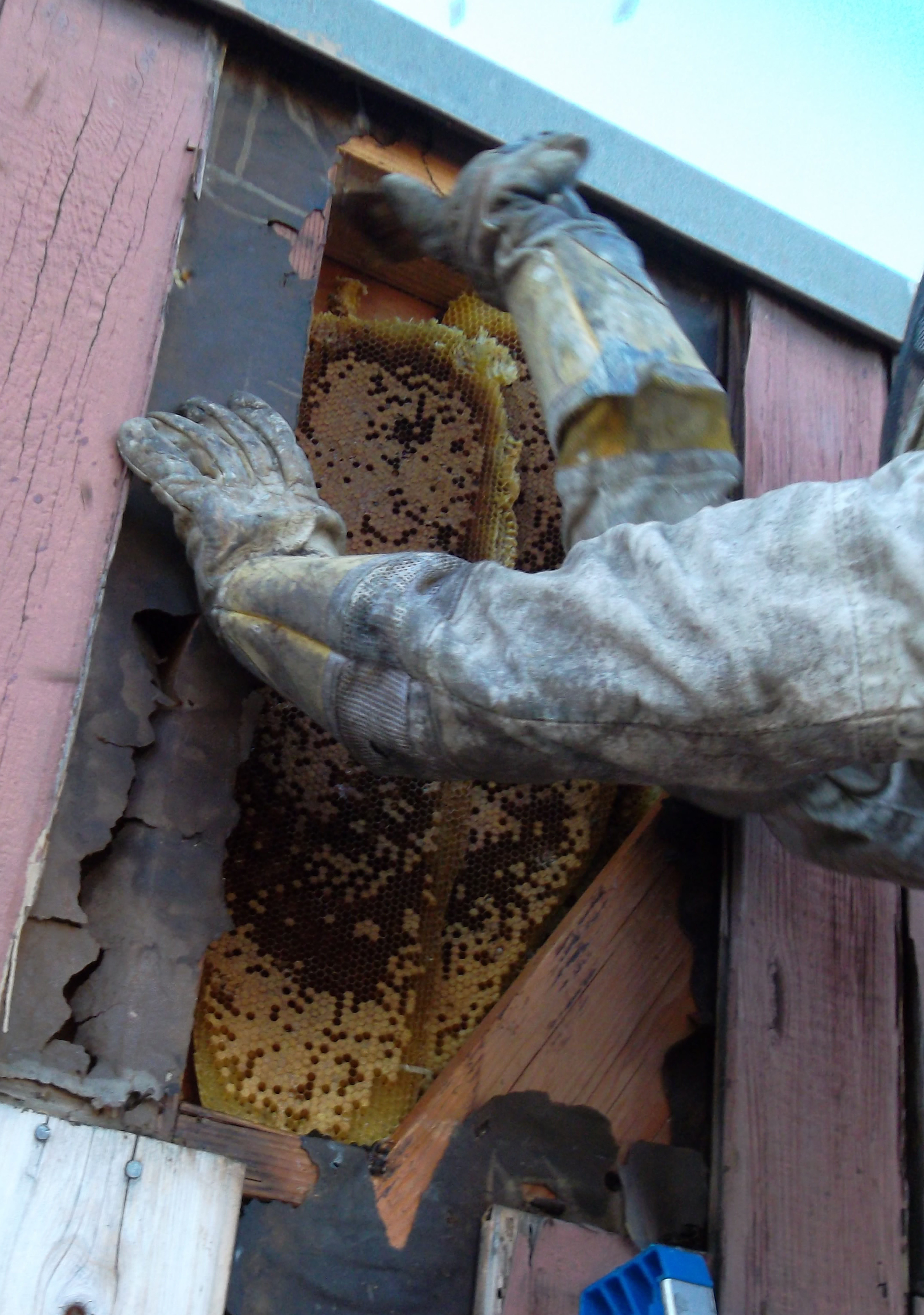 honeycomb in wood panel void | Hive Pro Bee Removal